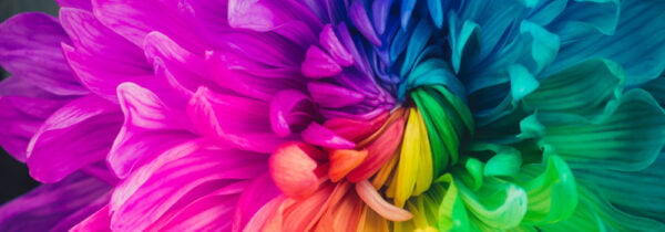 EL COLOR DEL AMOR - El Man Está Vivo